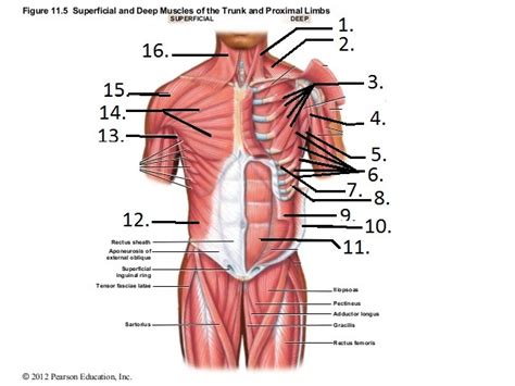 Deep And Superficial Anterior Skeletal Muscles Diagram Diagram Quizlet