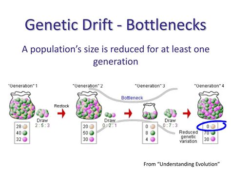 PPT Forces That Drive Evolution PowerPoint Presentation Free