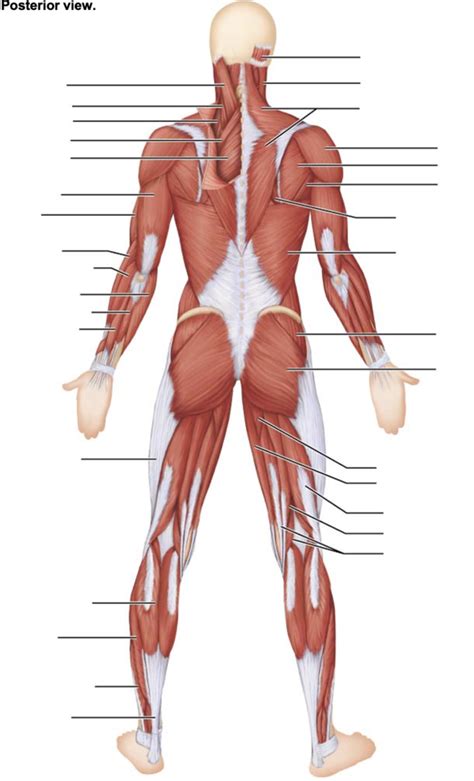 Anatomy Lab Posterior Muscle Labeling Diagram Quizlet