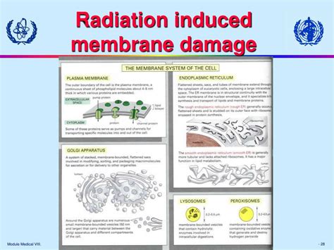 PPT BIOLOGICAL EFFECTS OF IONIZING RADIATION AT MOLECULAR AND