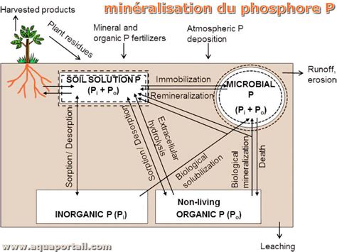 Déminéralisation définition et explications