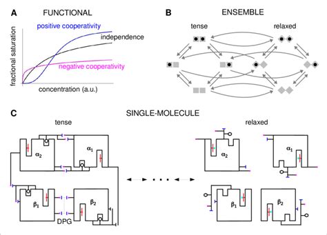 cooperativity and allostery from three perspectives a plots of the download scientific