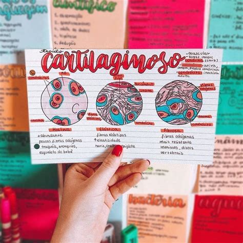Pin Em Resumos Biologia Histologia Resumos Enem Estudos Para O Enem