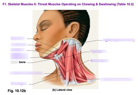 Muscles Operating On Chewing And Swallowing Diagram Quizlet