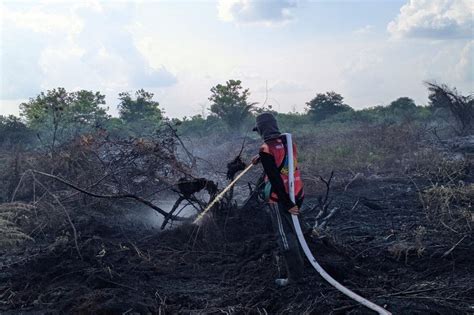 Bpbd Palangka Raya Padamkan Hektare Kebakaran Lahan Gambut