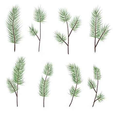 Watercolor Pine Leaf Collection Watercolor Pine Pine Leaf Pine Png