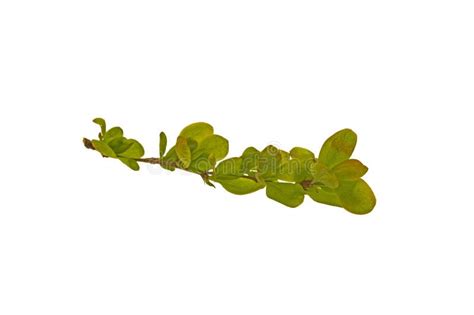 Tree Branch Isolated On White Background Stock Photo Image Of Leaves