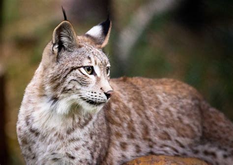 10 animales en peligro de extinción en España Fundación Aquae