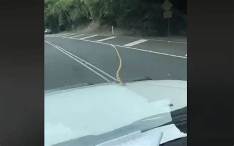 Mulher flagra momento em que cobra sai de dentro de seu carro vídeo