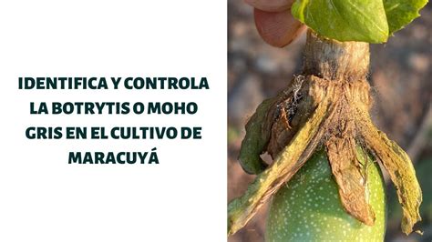 Botritis en el Cultivo de Maracuyá YouTube