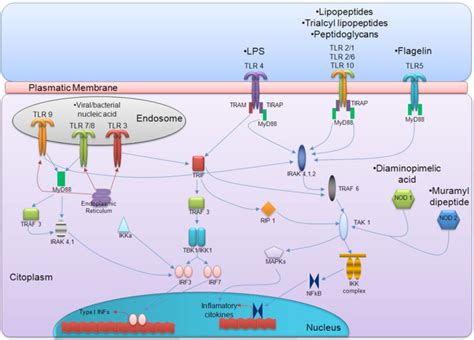 Simplify Drawing Of Toll Like Receptor TLR And Nod Receptor NOD
