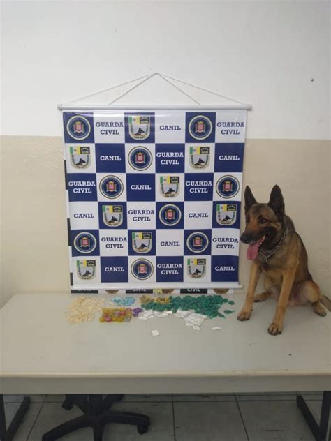 Operação integrada do Canil GCM de Ferraz de Vasconcelos cão K9 Barone
