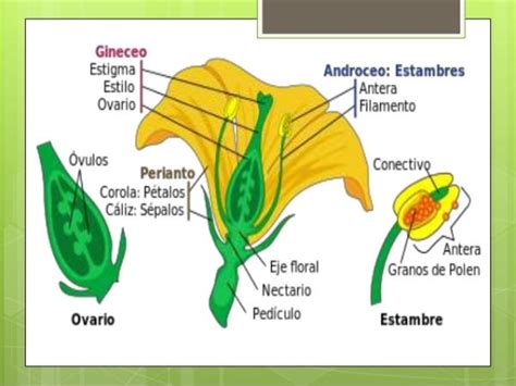 ファンタジー もっと 突然 reproduccion sexual y asexual de las plantas 会話 にじみ出る 信者