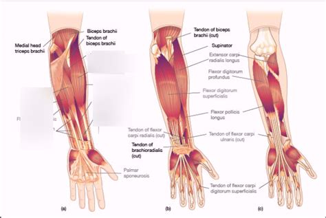 Muscles Acting On The Forearm Posterior Diagram Quizlet