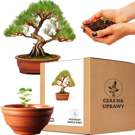 Zestaw do uprawy Dąb rzeczny drzewko bonsai duża doniczka Inna marka