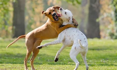 Qué significa soñar con perros peleando Averigua lo que esta imagen