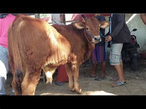 Netjadi Tontonan Pegon Super Calon Ton Harga Murah Pasar
