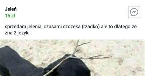 o kurde łoś polski