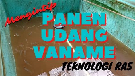 Mengintip Panen Udang Vaname Teknologi RAS Re Circulated Aquaculture