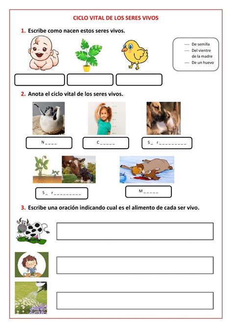Ficha Interactiva De Caracteristicas De Los Seres Vivos Images