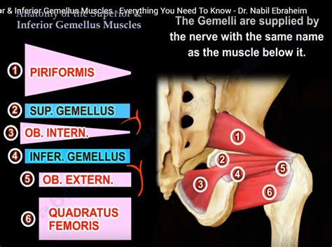 Anatomy Of Superior And Inferior Gemellus OrthopaedicPrinciples