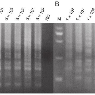 Sensitivity Of The Loop Mediated Isothermal Amplification Assay For