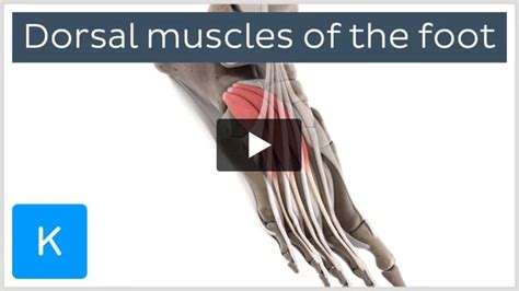 Dorsal Muscles Of The Foot Anatomy And Function Kenhub