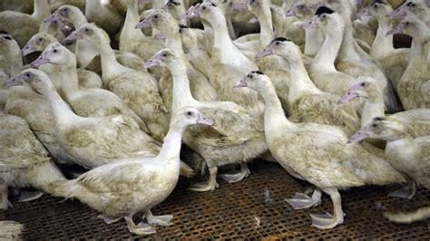 Le niveau de risque de linfluenza aviaire est abaissé