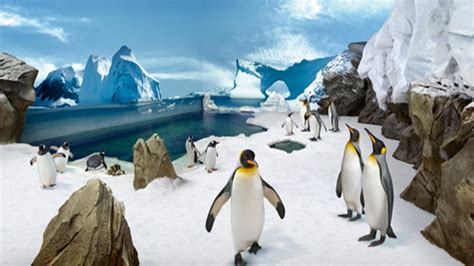 Penguin Antarctica Encounter SeaWorld Orlando YouTube