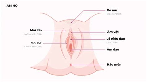 Cơ quan sinh dục của nữ giới gồm những gì TCI Hospital