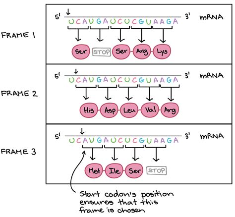 The Genetic Code Codon Table Article Khan Academy Coding