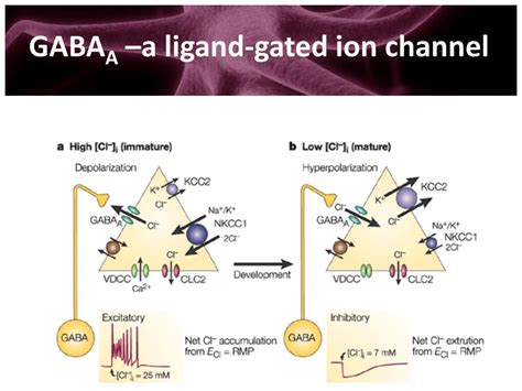 PPT GABA γ Aminobutyric Acid Glutamate and Glycine PowerPoint
