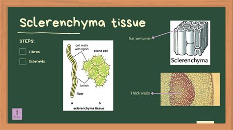 Types Of Sclerenchyma Fibres Sclereids My Biology Dictionary