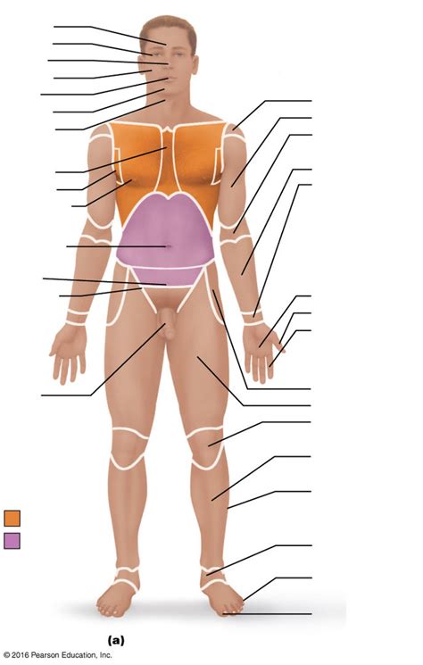 Lab 1 Surface Anatomy Anterior Ventral Diagram Quizlet