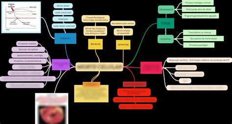 SOLUTION Mapa Mental Morte Celular Studypool