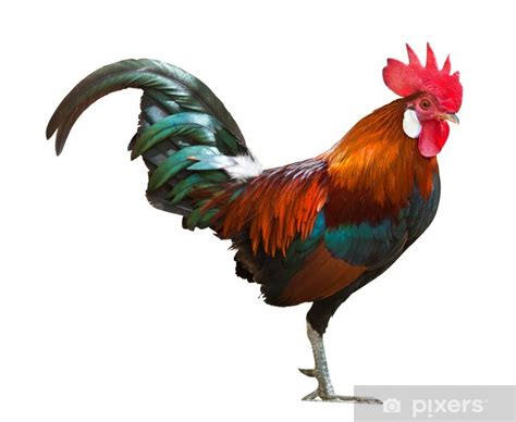 Transparant gordijn Kip geïsoleerd op wit met clipping path PIXERS BE
