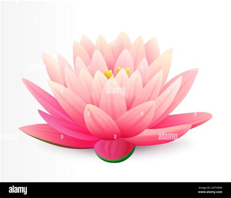Beautiful Realistic Pink Lotus Flower Isolated On White Background