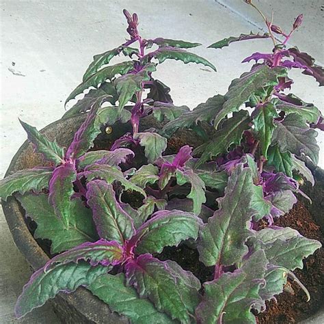 Gynura Aurantiaca Purple Passion Purple Passion Plant Uploaded By Breezy64