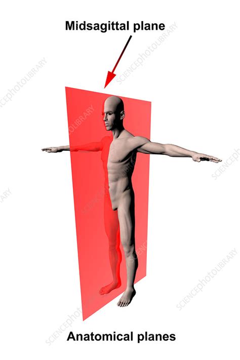 Human Figure Diagram Showing Midsagittal Plane Plano Sagital Sagital