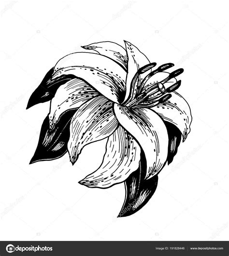 1001 modèles et conseils pour apprendre comment dessiner une rose