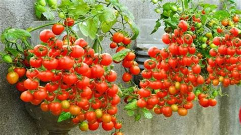 How To Grow Tomato From Seeds With Banana Use Aloe Vera How To Grow