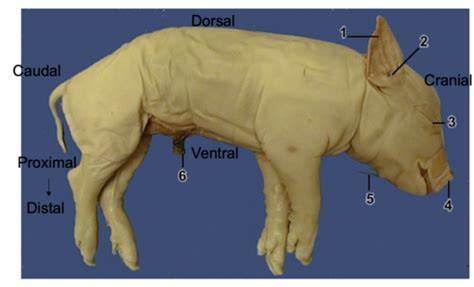 Unit Fetal Pig Dissection Flashcards Quizlet