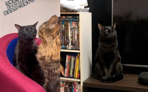 Descubren el origen del gato disociado de TikTok El Sol de Córdoba