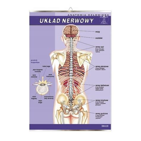 Układ nerwowy anatomia plansza plakat VISUAL System Sklep EMPIK