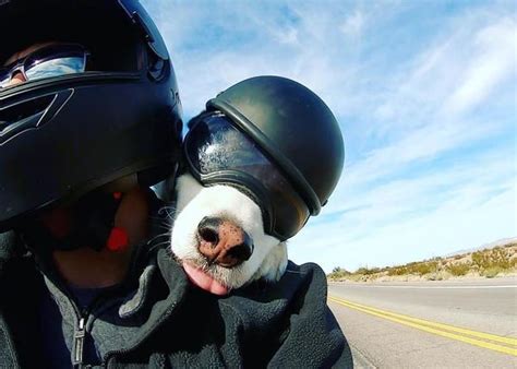 Se Pueden Llevar Perros En Moto Suzuki NeoCross