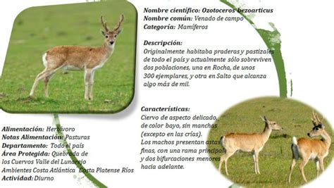 Venado de Campo Página web de floranativa