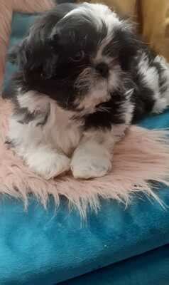 Shi Tzu Welpen Hündin auf Tiere at