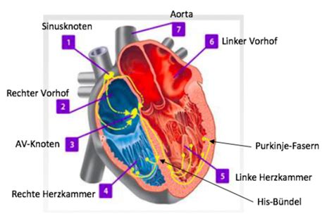 Herz Funktionelle Anatomie Flashcards Quizlet