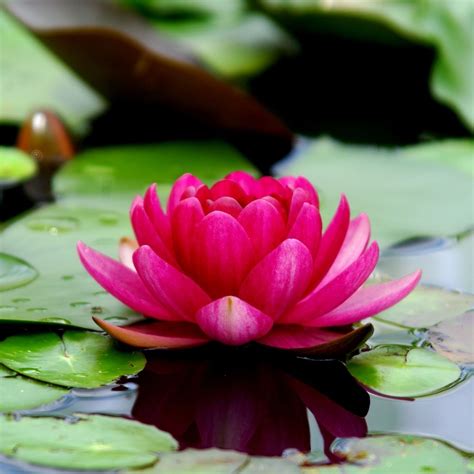 Buddhist Quotes About Lotus Flower Best Flower Site