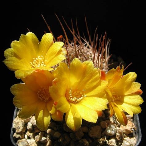 Sulcorebutia Breviflora Var Haseltonii Hs A Kakteenklaus Flickr